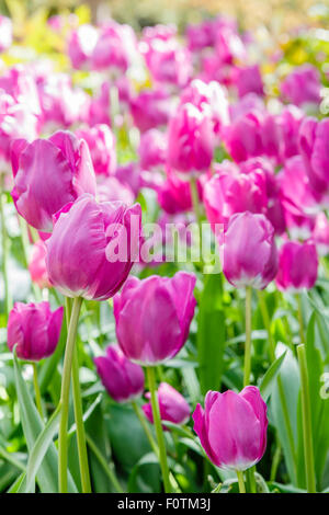 Beautiful field of pink or Magenta tulips close up. Spring background ...