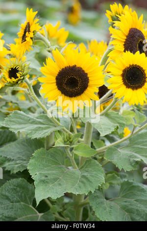 Yellow Sunflowers (Helianthus Annuus) 'Waooh!' Flower Heads growing in ...