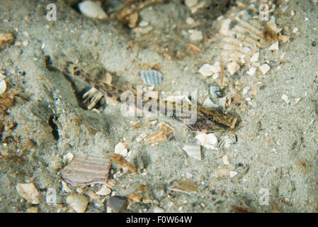 Balkan loach (Cobitis elongata) Danube Delta, Romania, June Stock Photo ...
