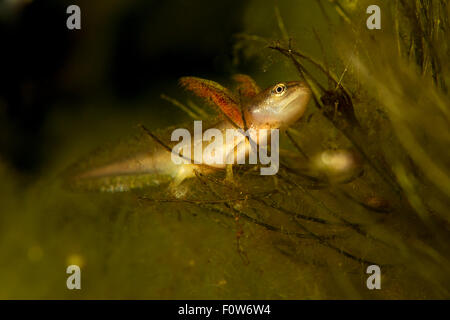 Smooth newt (Lissotriton vulgaris) larva / tadpole in a concrete garden ...