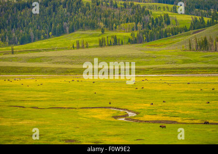 Yellowstone River landscape with beautiful forest reflection in ...