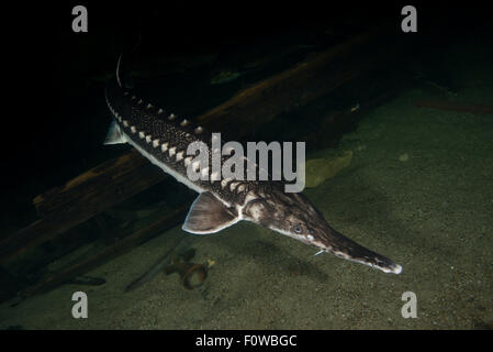 Starry sturgeon (Acipenser stellatus) captive at Danube Delta Eco ...