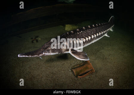Starry sturgeon (Acipenser stellatus) captive at Danube Delta Eco ...