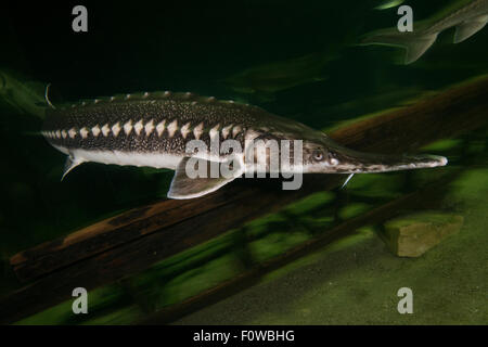 Starry sturgeon (Acipenser stellatus) captive at Danube Delta Eco ...