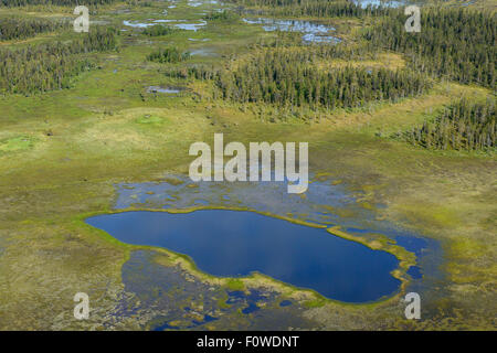 Aerial view of peat bogs and taiga boreal forest, Sjaunja Bird ...