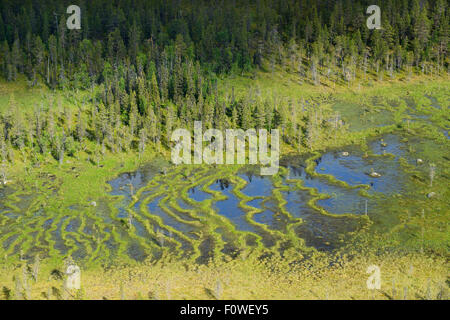 Aerial view of peat bogs and taiga boreal forest, Sjaunja Bird ...