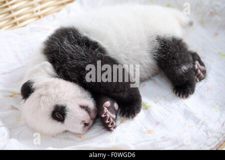 Ya'an, China. 21st August, 2015. 7days-2 months Baby pandas are shown ...