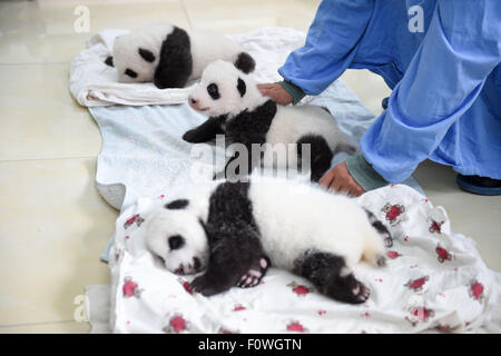 Ya'an, China. 21st August, 2015. 7days-2 months Baby pandas are shown ...
