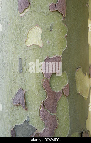 Detail of bark in plane tree, Platanus acerifolia Stock Photo - Alamy