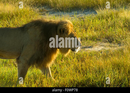 Cecil the Lion and his pride in Hwange National Park, Mono. Zimbabwe ...