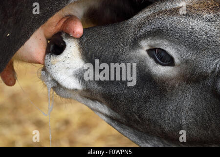 Boskarin cattle, part of the Turos program to breed back the extinct ...