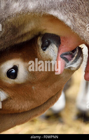 Boskarin cattle, part of the Turos program to breed back the extinct ...