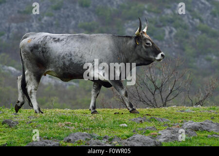 Boskarin cattle, part of the Turos program to breed back the extinct ...