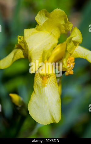 Very pretty flowering yellow bearded irises blooming in the spring ...