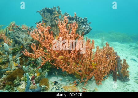 lumpy overgrowing sponge, Desmapsamma anchorata, in the Caribbean sea ...
