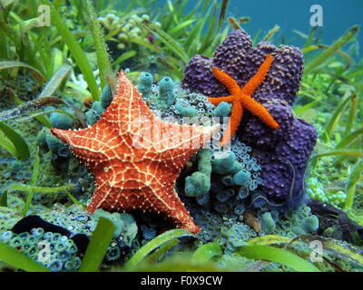 Colorful marine life underwater with starfish, reef fish, coral and ...