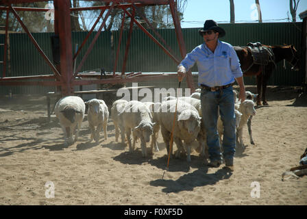 Lachie Cossor mustering sheep, Stockman's Hall of Fame, Longreach ...