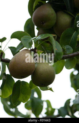 Bunches of pears on a tree Stock Photo - Alamy