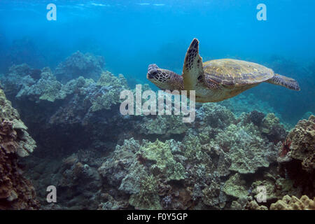 Green turtle flying in the water Stock Photo - Alamy