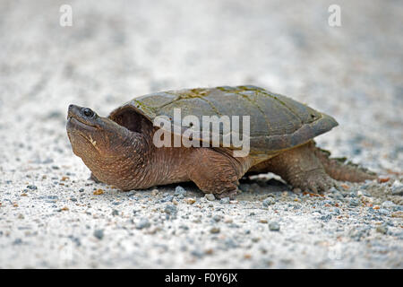 Common snapping Turtle Stock Photo - Alamy