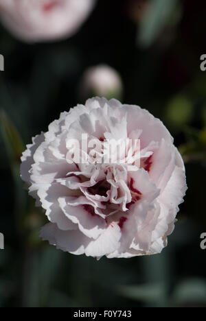 Dianthus Cranmere Pool Stock Photo - Alamy