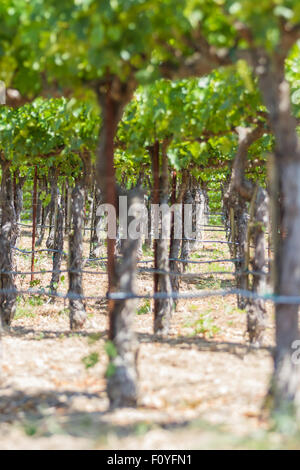 manicured landscape in springtime with rows of grape vines in Napa ...
