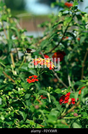 Hummingbird hawk-moth (Macroglossum stellatarum) feeding on violet ...