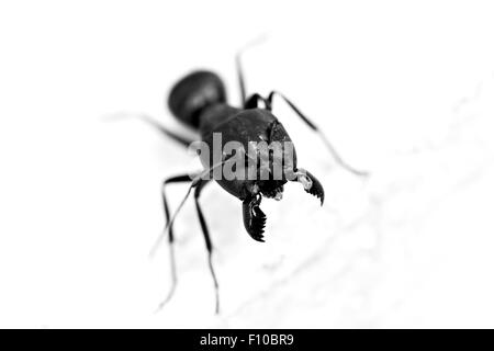 carpenter ant Camponotus spp insects bugs Stock Photo - Alamy