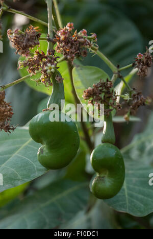 Cashew nut tree in a garden in evening lights Stock Photo - Alamy