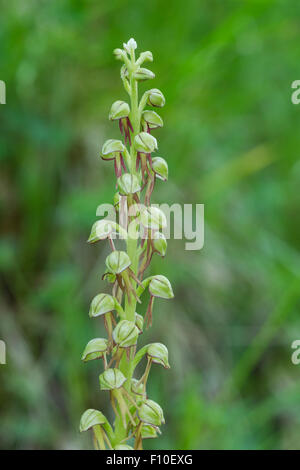Man orchid (Orchis anthropophora) flowers on a limestone lawn in spring ...