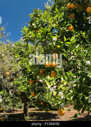 Orange Trees, Crete, Greece Stock Photo: 52583512 - Alamy