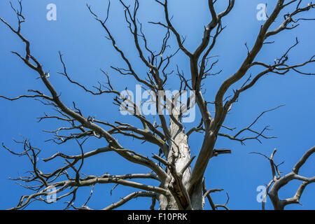 Dead battle scarred sweet chestnut tree, remnant near Château de ...