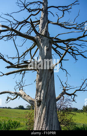 Dead tree, remnant near the Château d'Hougoumont, farmhouse where ...