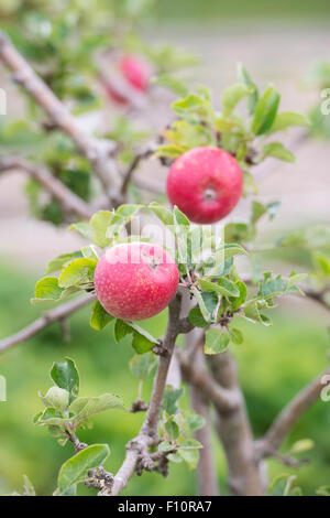 Malus domestica. Apples 'Red Windsor' on a tree Stock Photo - Alamy