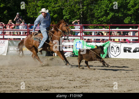 Cowboy lassos a calf while on horseback at Goshen CT Stampede Rodeo ...