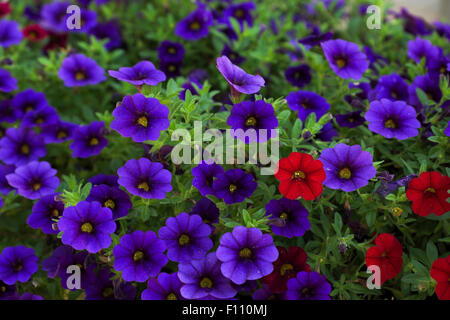 Calibrachoa blossoms in a window box Stock Photo - Alamy