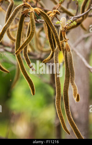 Caribbean Trumpet Tree (Tabebuia aurea) seed pods on natural Stock ...