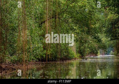 The Caroni Swamp is a designated wildlife sanctuary located at the ...