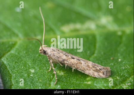 Potato tuber moth Phthorimaea operculella caterpillar in a sugar beet ...