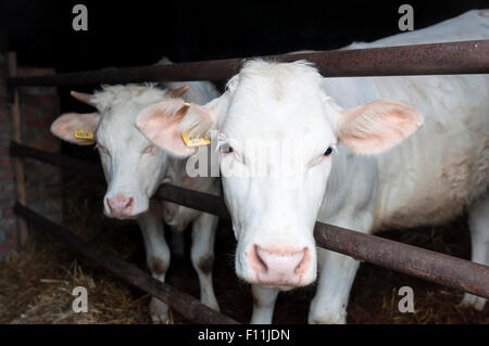 Young cow meat breed "Charolais" in the cowshed Stock Photo - Alamy