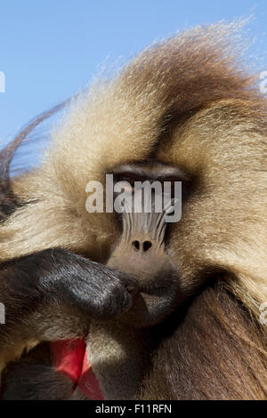 Gelada (Theropithecus gelada) adult male, in 'lip-flip' and yawning ...
