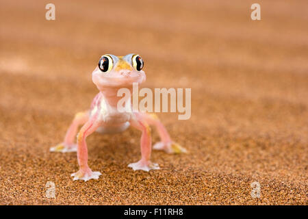 Namib sand gecko / web-footed gecko (Pachydactylus rangei) held in ...