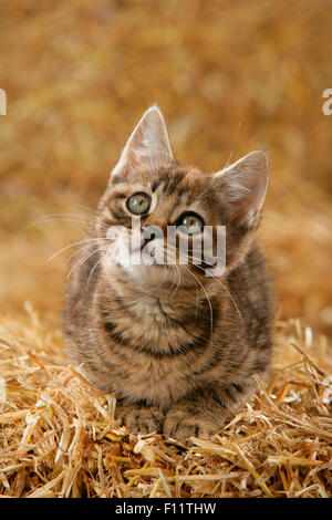 Domestic cat. Tabby juvenile lying in a flowering meadow. Germany Stock ...