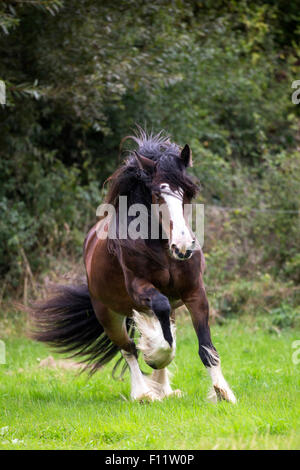 Shire Horse Bay mare galloping pasture Germany Stock Photo - Alamy