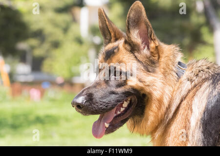 German Shepherd Portrait Stock Photo - Alamy