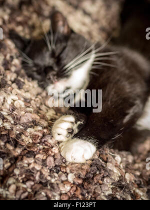 Black and white cat relaxing on a weathered wooden bench with rustic ...