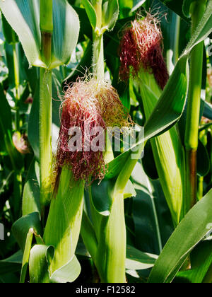 Corn Cobs Maize Ears Farm Harvest Spill Basket Stock Photo - Alamy