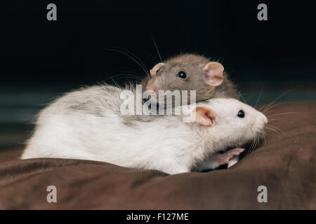 Domesticated pet rats Stock Photo - Alamy