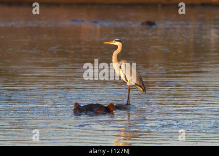 Grey Heron on a Hippo, Sunset Dam, Kruger National Park, South Africa ...