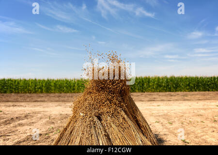 ripe flax drying in the summer sun on a Dutch farmfield Stock Photo - Alamy